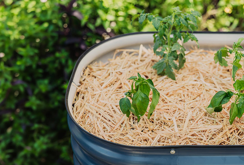 Red Metamorph French Marigold Seeds – Epic Gardening
