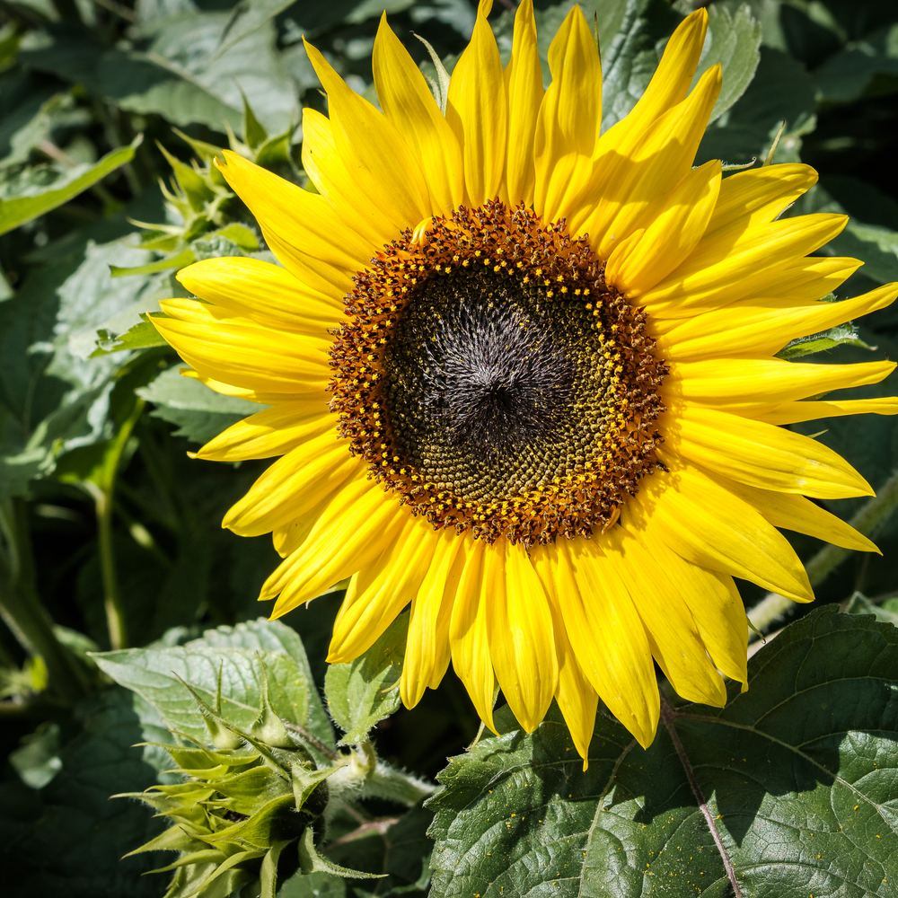 Sunspot Dwarf Sunflower Seeds – Epic Gardening