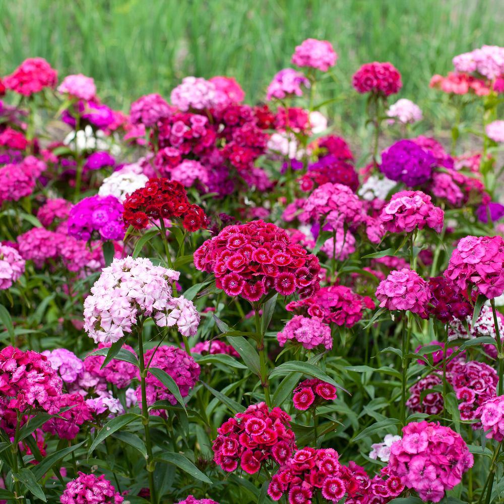 Sweet Rose Magic Sweet William Seeds – Epic Gardening