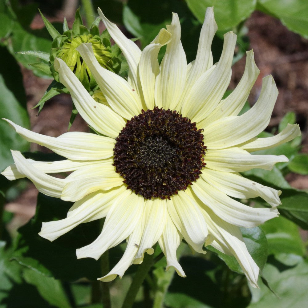Vanilla Ice Sunflower Seeds – Epic Gardening