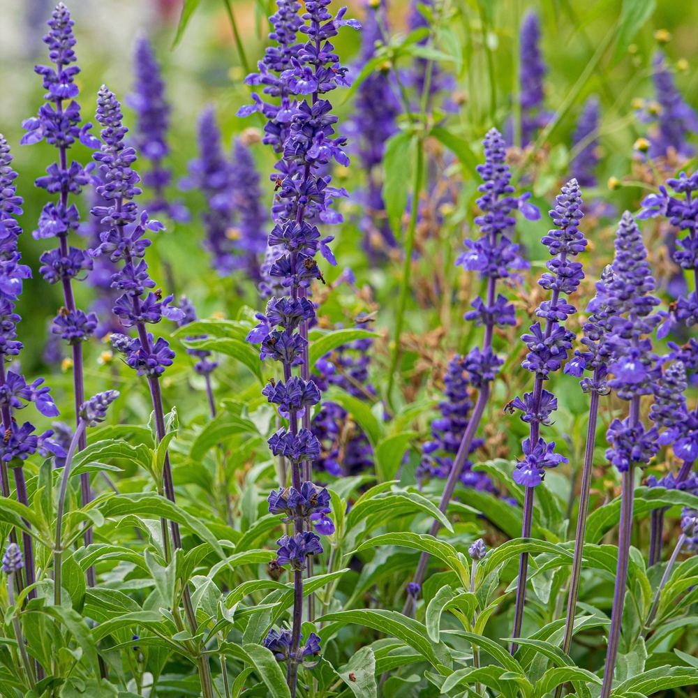 Violet Queen Salvia Seeds – Epic Gardening